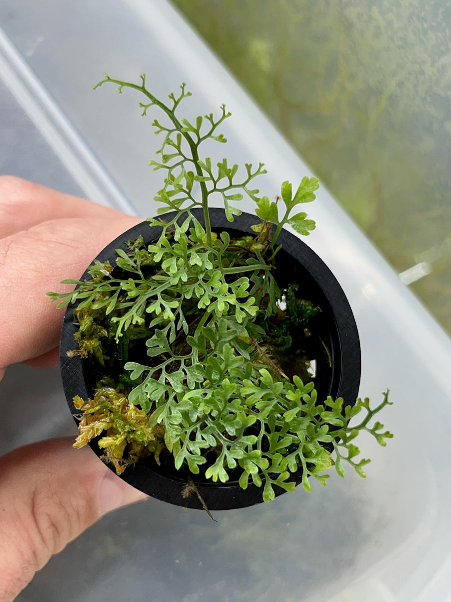 Asplenium fragrans - Tingo – INDOOR ECOSYSTEMS