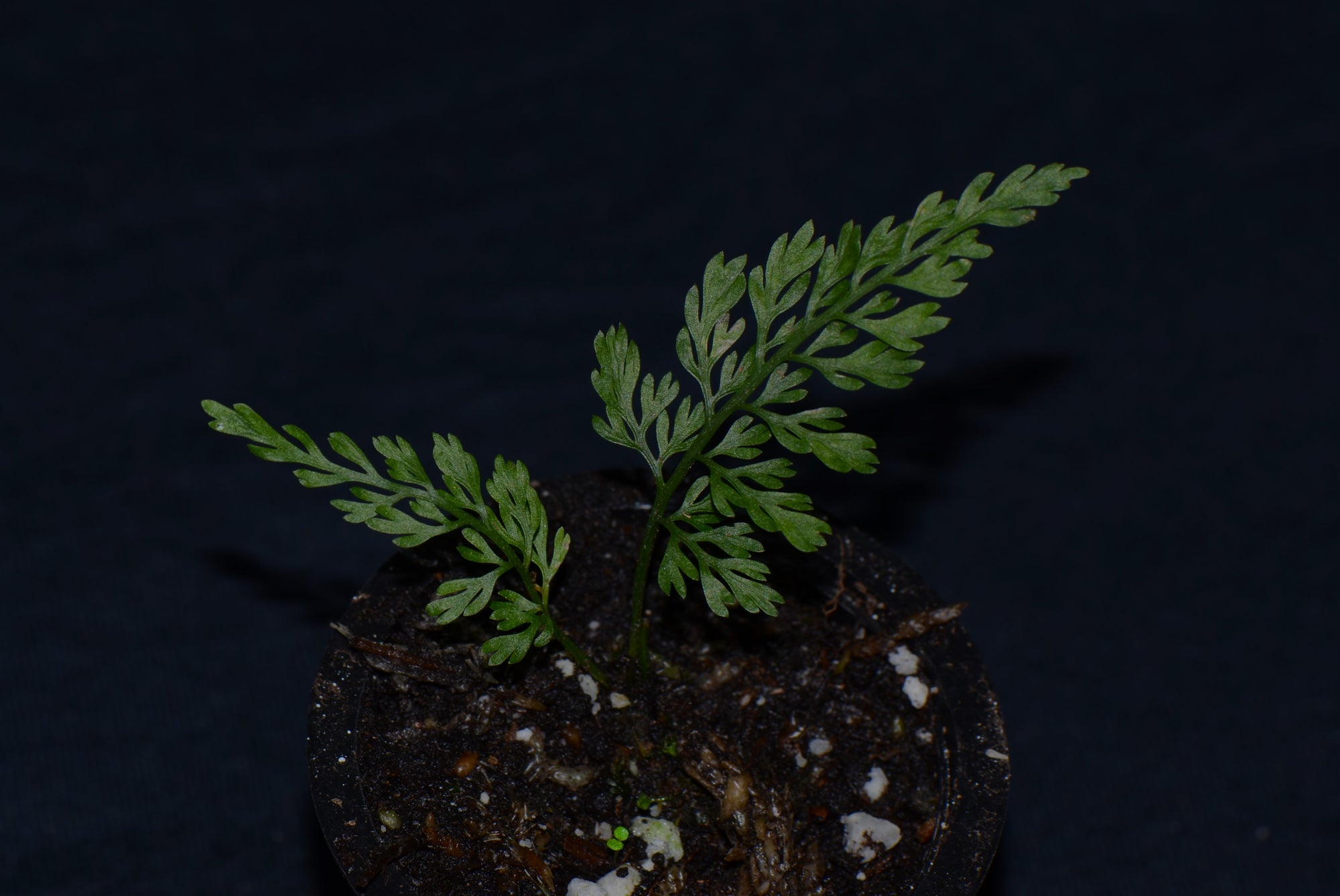 Asplenium fragrans - "Chazuta" – INDOOR ECOSYSTEMS