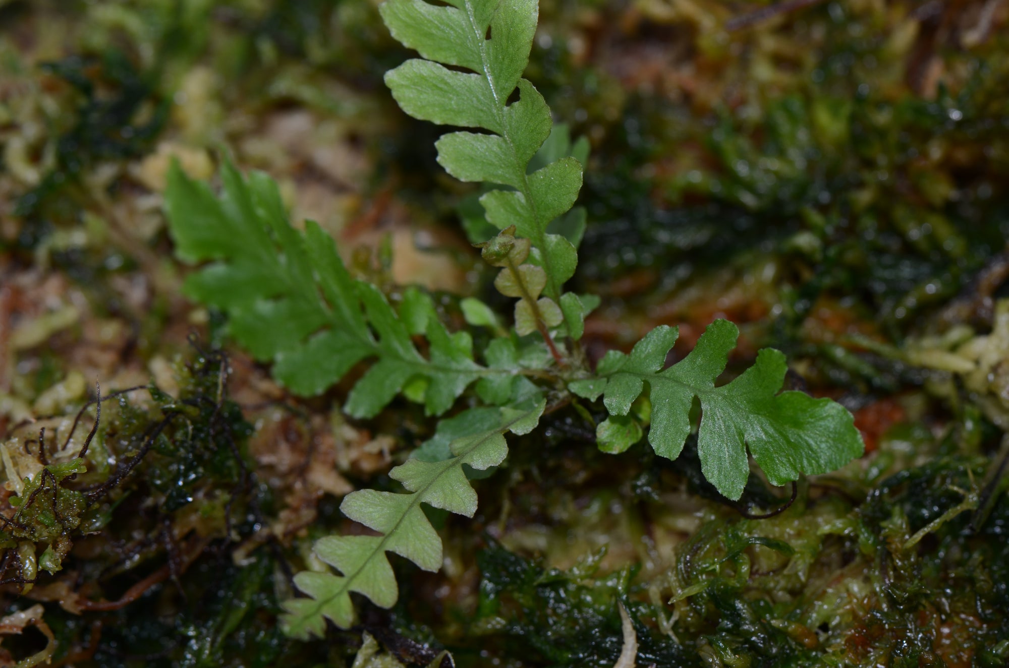 Asplenium pulohellum - Tarapoto – INDOOR ECOSYSTEMS
