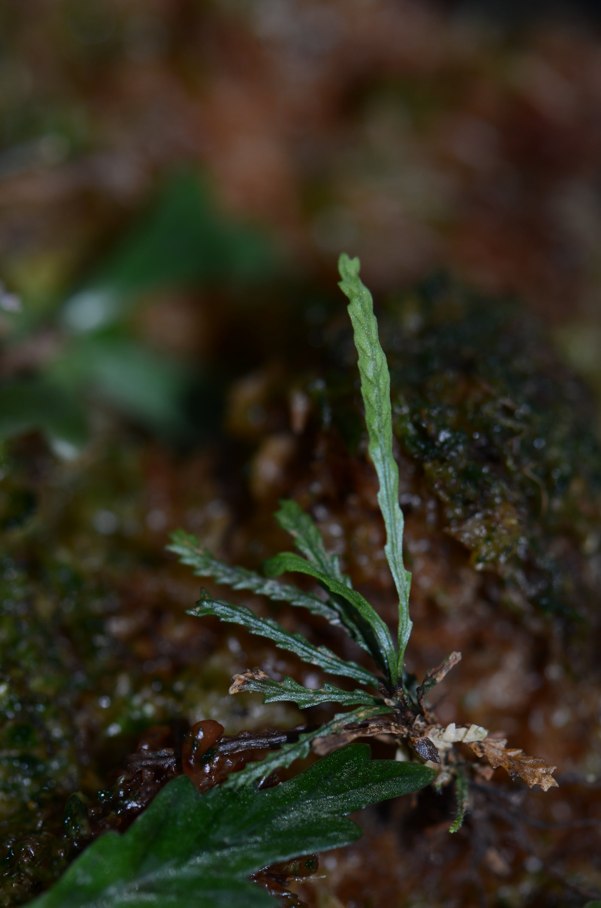 Cochlidium serrulatum – INDOOR ECOSYSTEMS