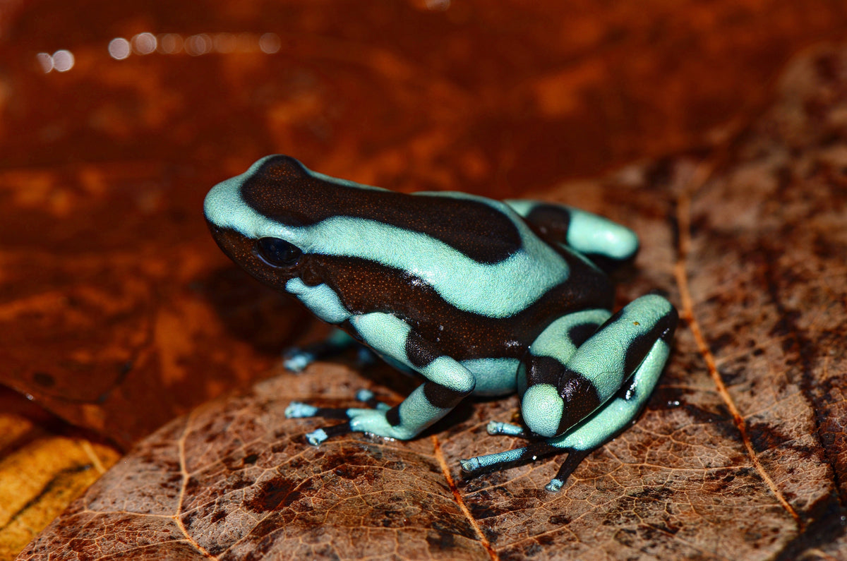 Dendrobates auratus “Colombian Blue/Turquoise” – INDOOR ECOSYSTEMS