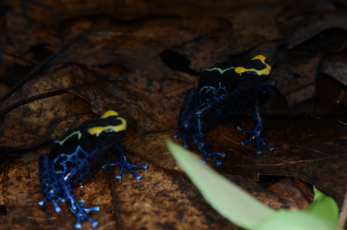 Dendrobates tinctorius “True Sipaliwini" – INDOOR ECOSYSTEMS