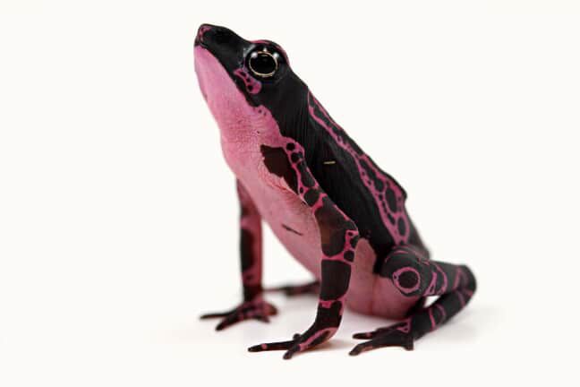 Atelopus barbotini "Purple Harlequin Toad" – INDOOR ECOSYSTEMS