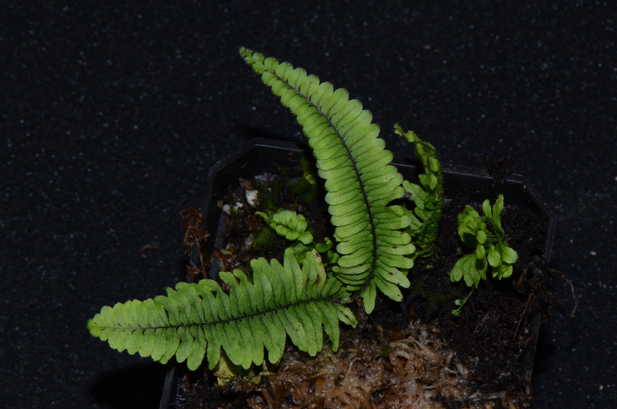 Pecluma plumula - Northern Peru – INDOOR ECOSYSTEMS