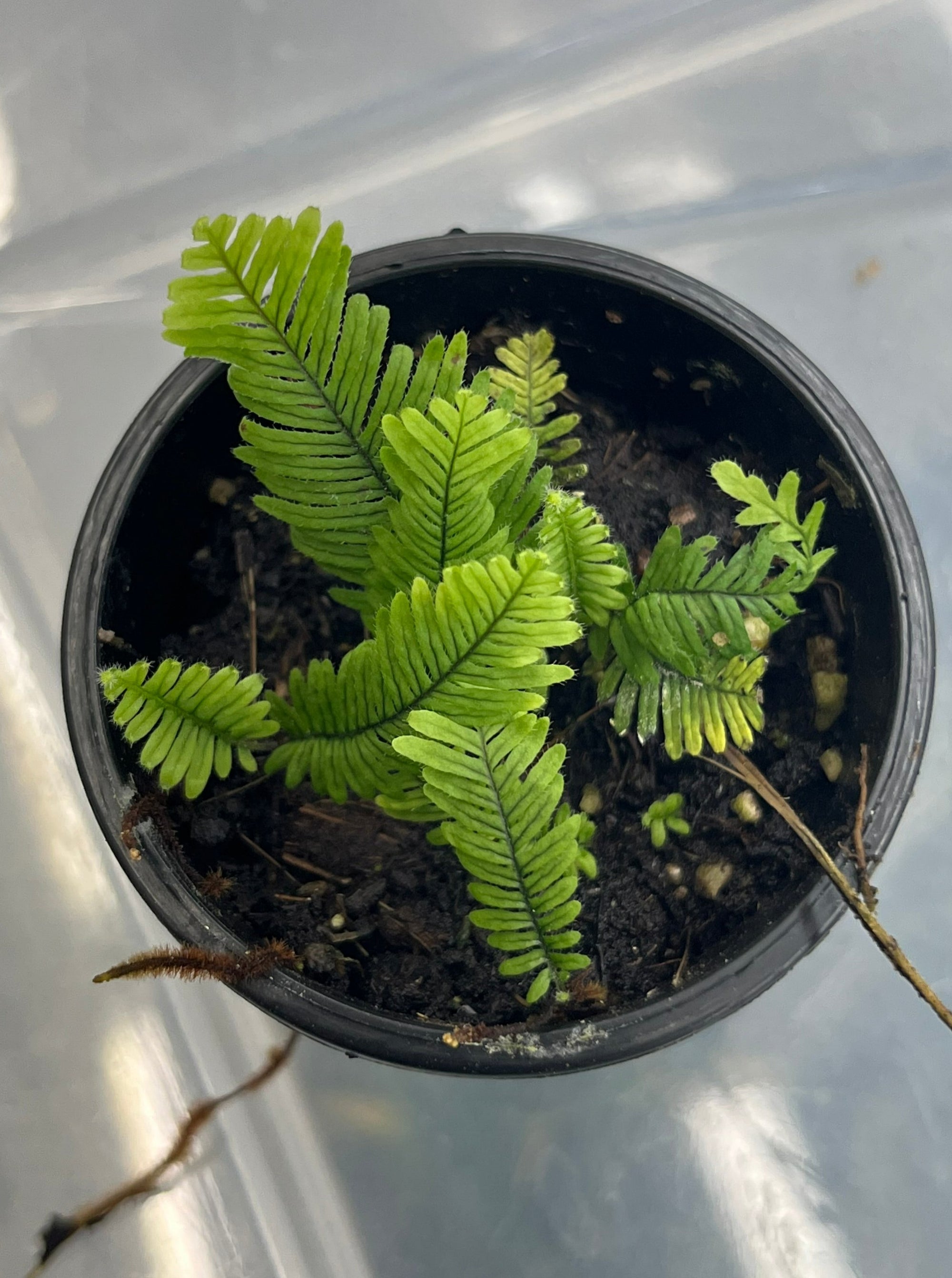 Pecluma aff. filicula – INDOOR ECOSYSTEMS