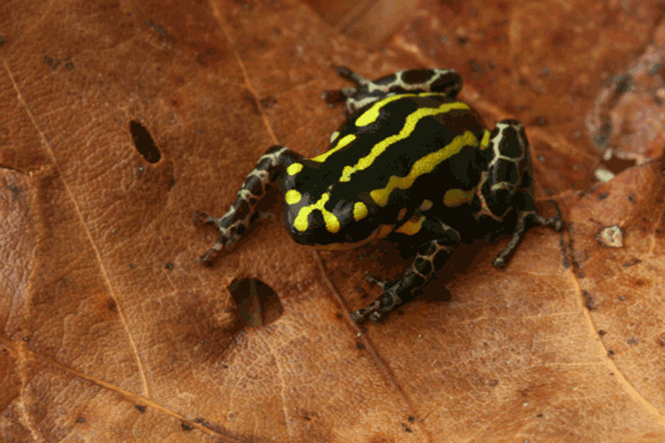 Ranitomeya flavovittata “Nominal” – INDOOR ECOSYSTEMS
