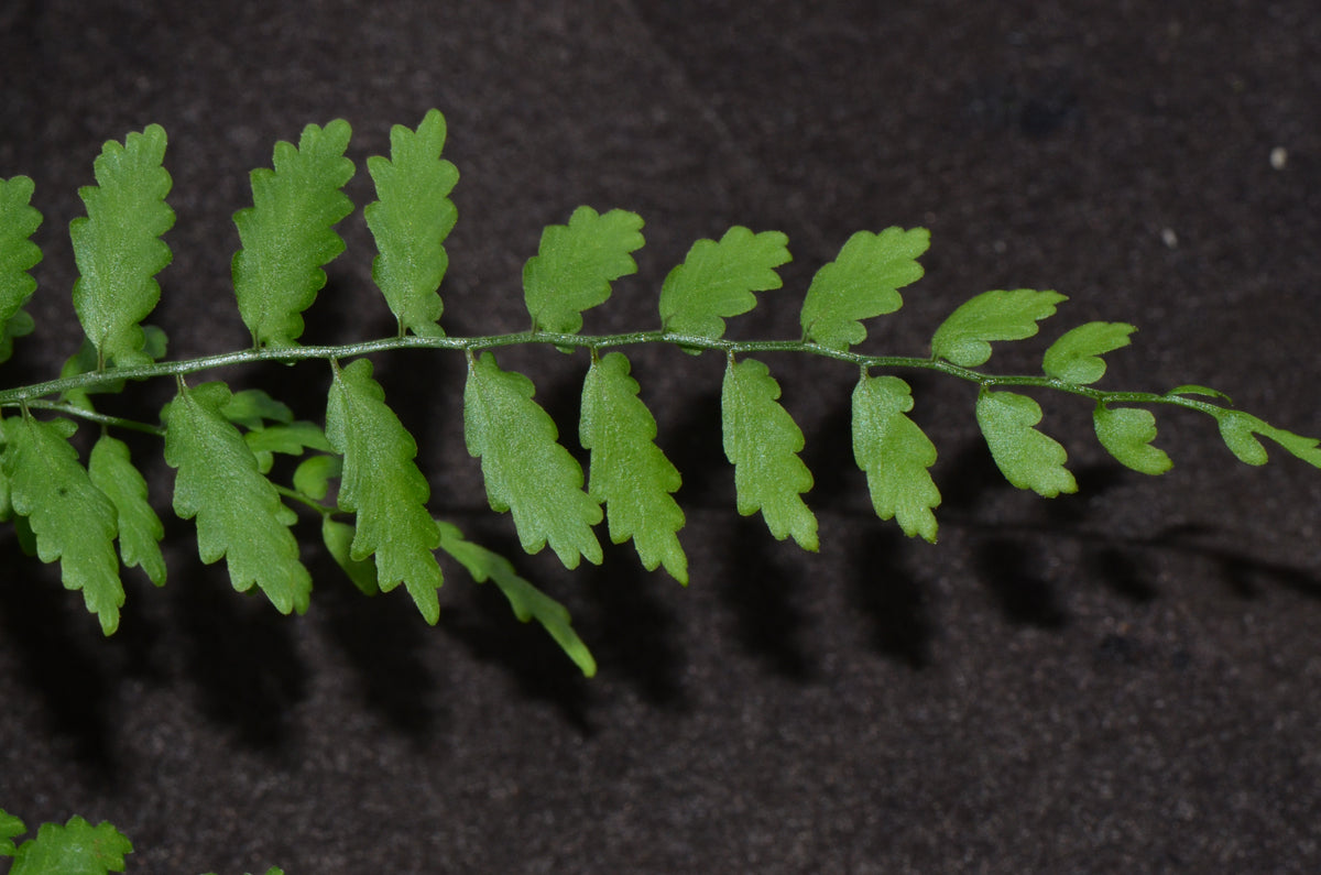 Asplenium aff. cuspidatum "Rincon Dulce" – INDOOR ECOSYSTEMS