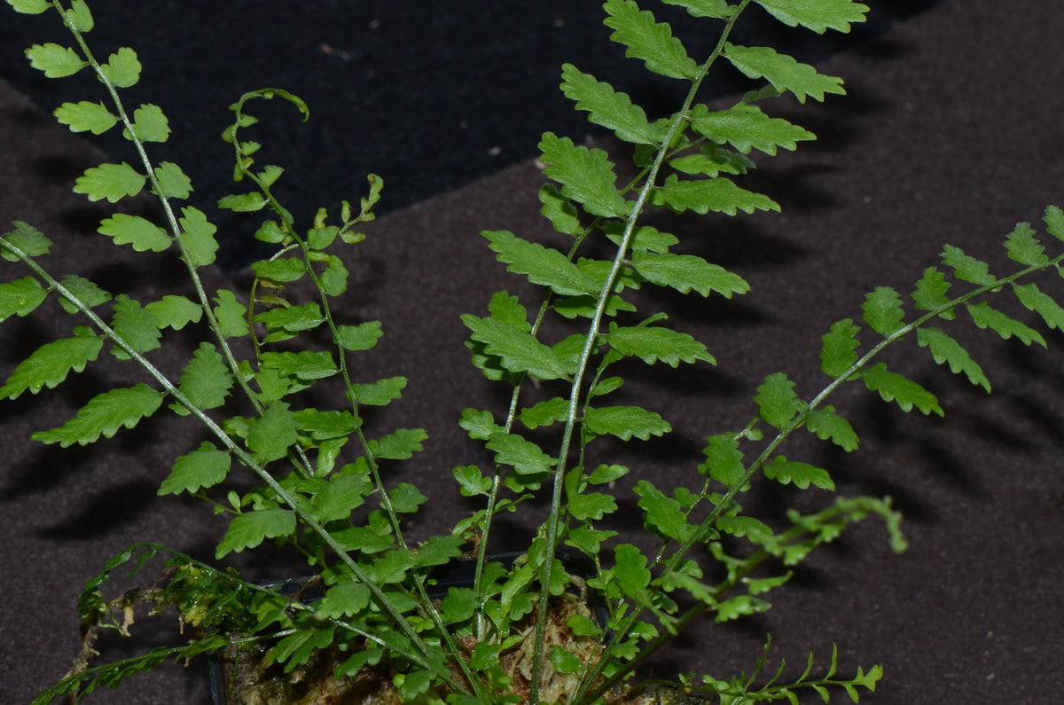 Asplenium aff. cuspidatum "Rincon Dulce" – INDOOR ECOSYSTEMS