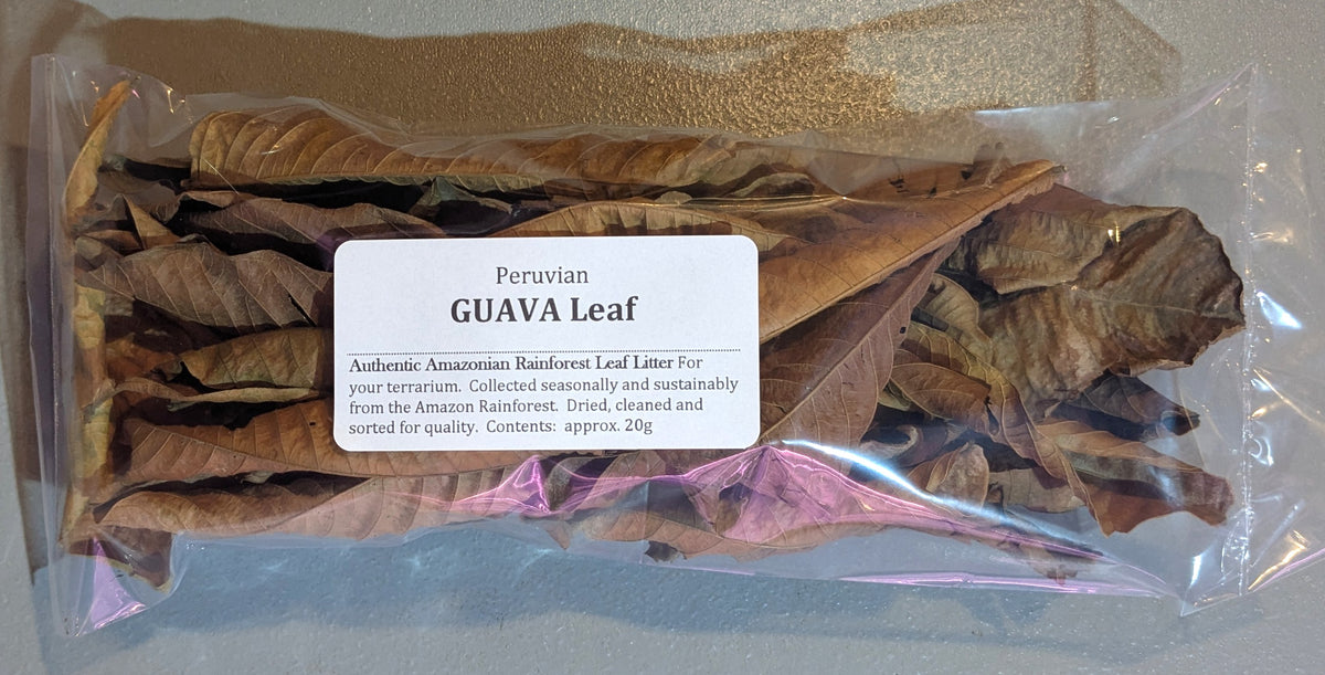 Dried Peruvian Guava leaves – INDOOR ECOSYSTEMS