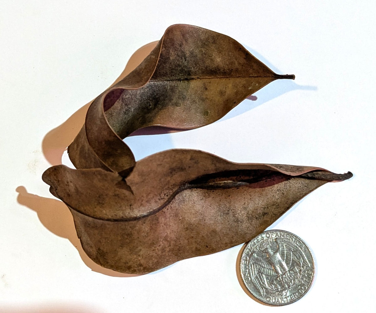 Dried Peruvian Marupa leaves – INDOOR ECOSYSTEMS