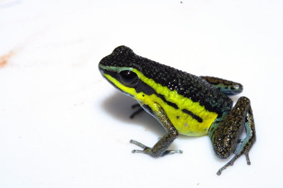 Ameerega pongoensis – INDOOR ECOSYSTEMS