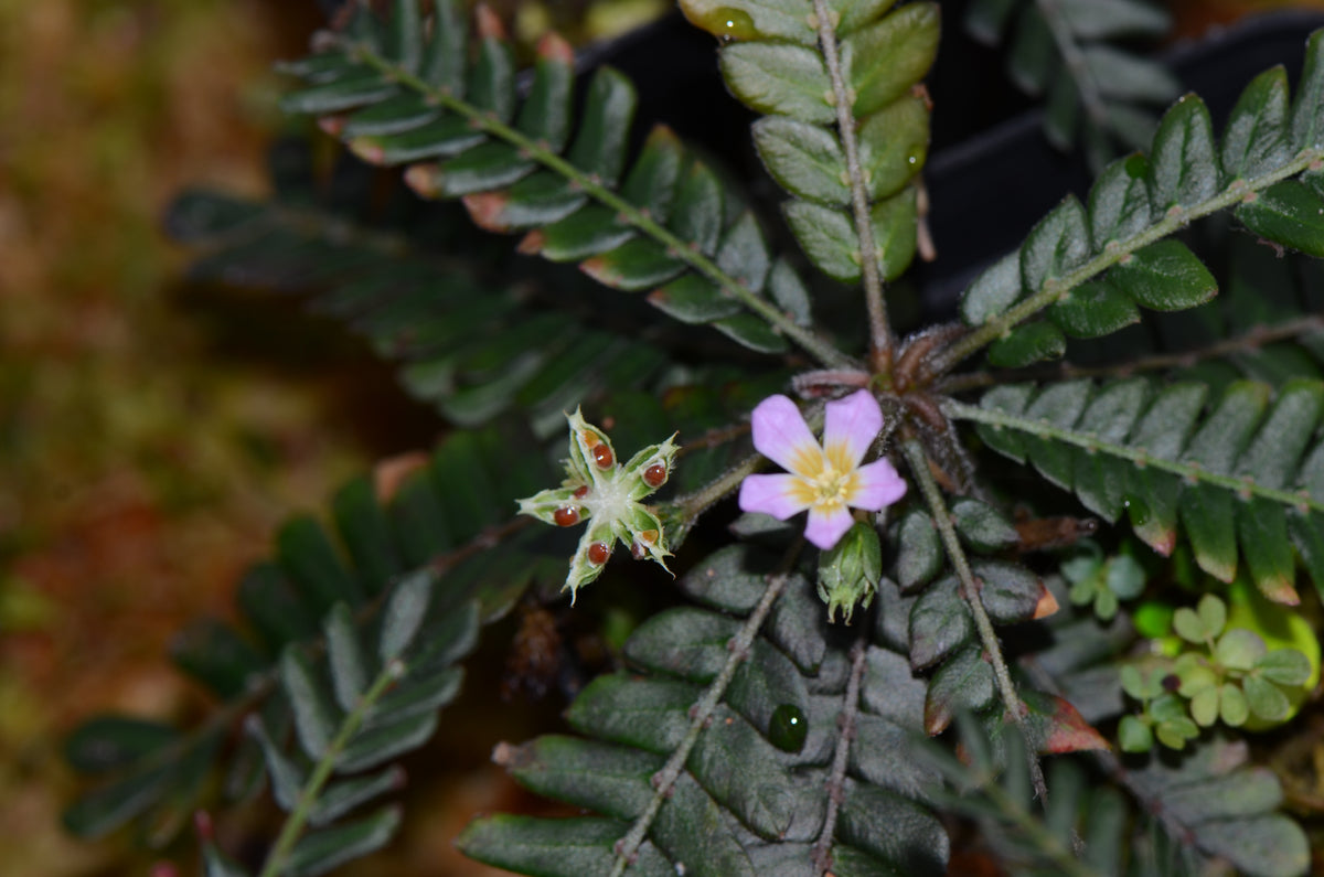 Biophytum sp. Ecuador Red – INDOOR ECOSYSTEMS
