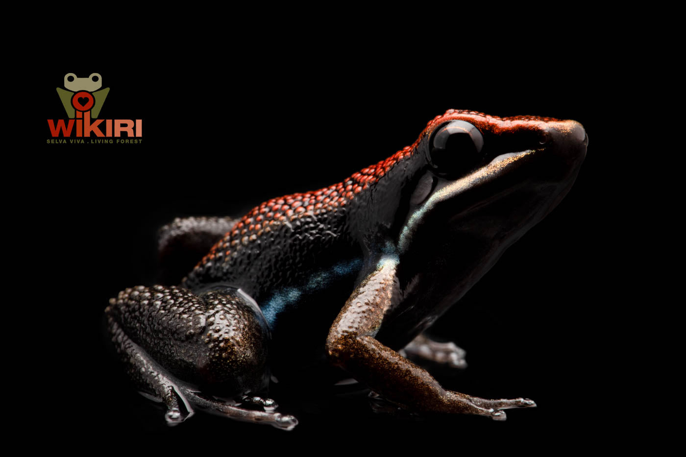 Allobates zaparo – INDOOR ECOSYSTEMS