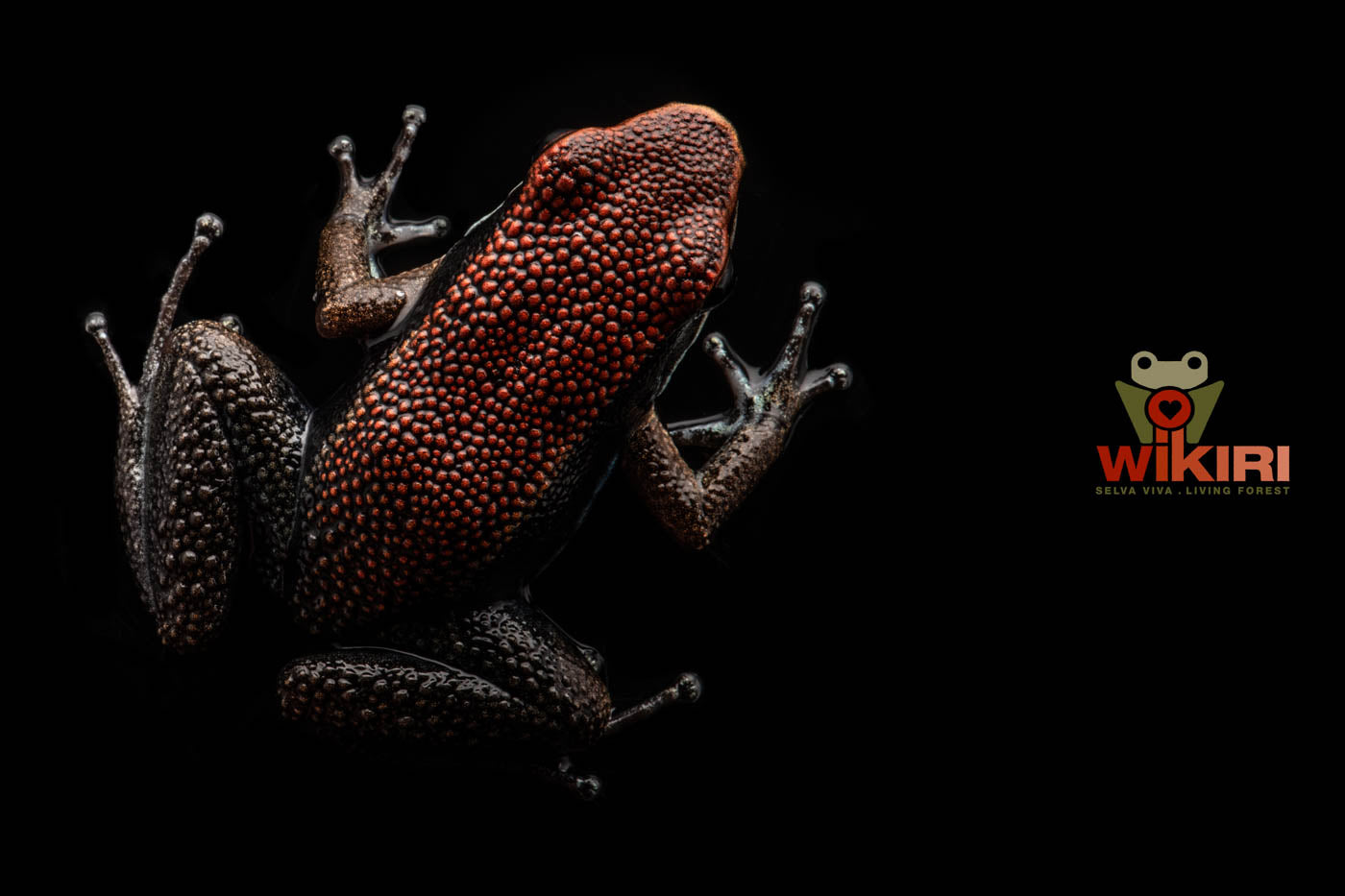 Allobates zaparo – INDOOR ECOSYSTEMS