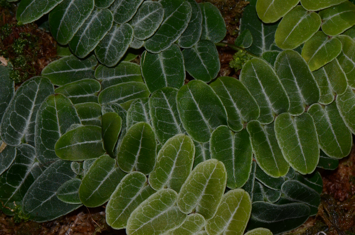 Marcgravia umbellata – INDOOR ECOSYSTEMS
