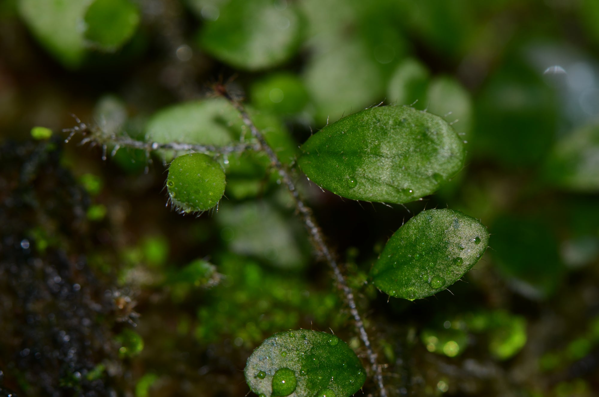 Microgramma sp. - Ecuador #1 – INDOOR ECOSYSTEMS