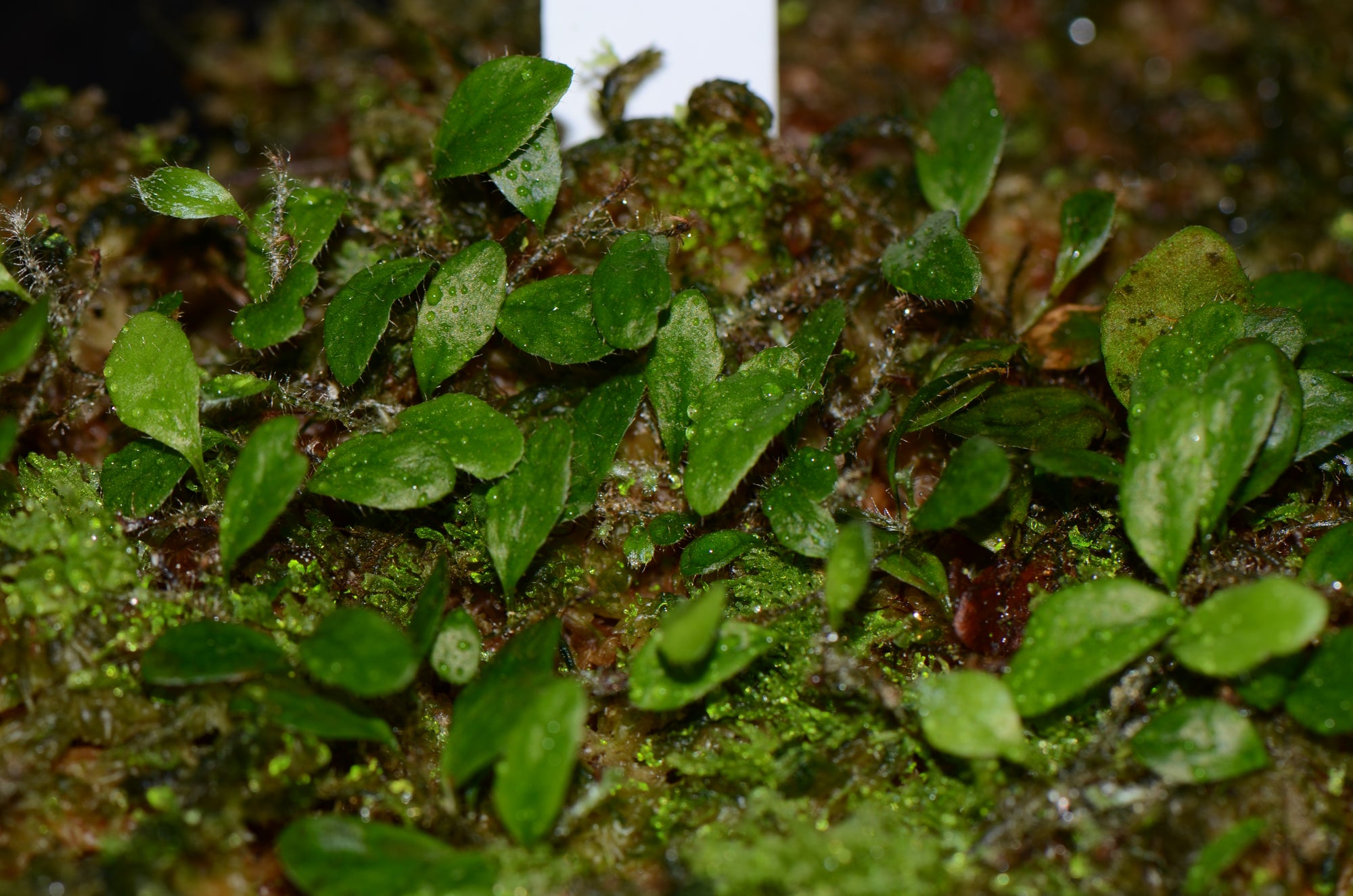 Microgramma sp. - Ecuador #1 – INDOOR ECOSYSTEMS