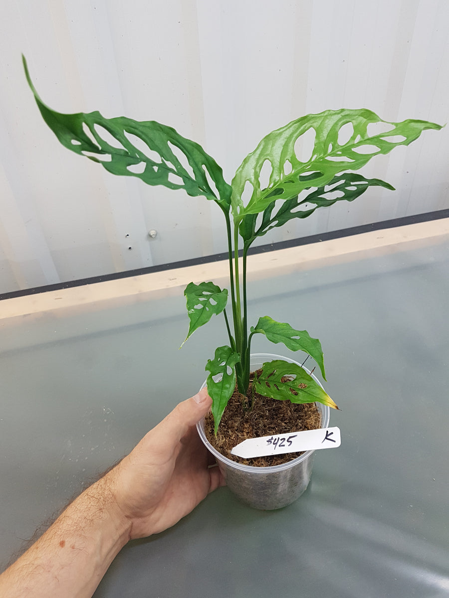 Monstera obliqua – INDOOR ECOSYSTEMS