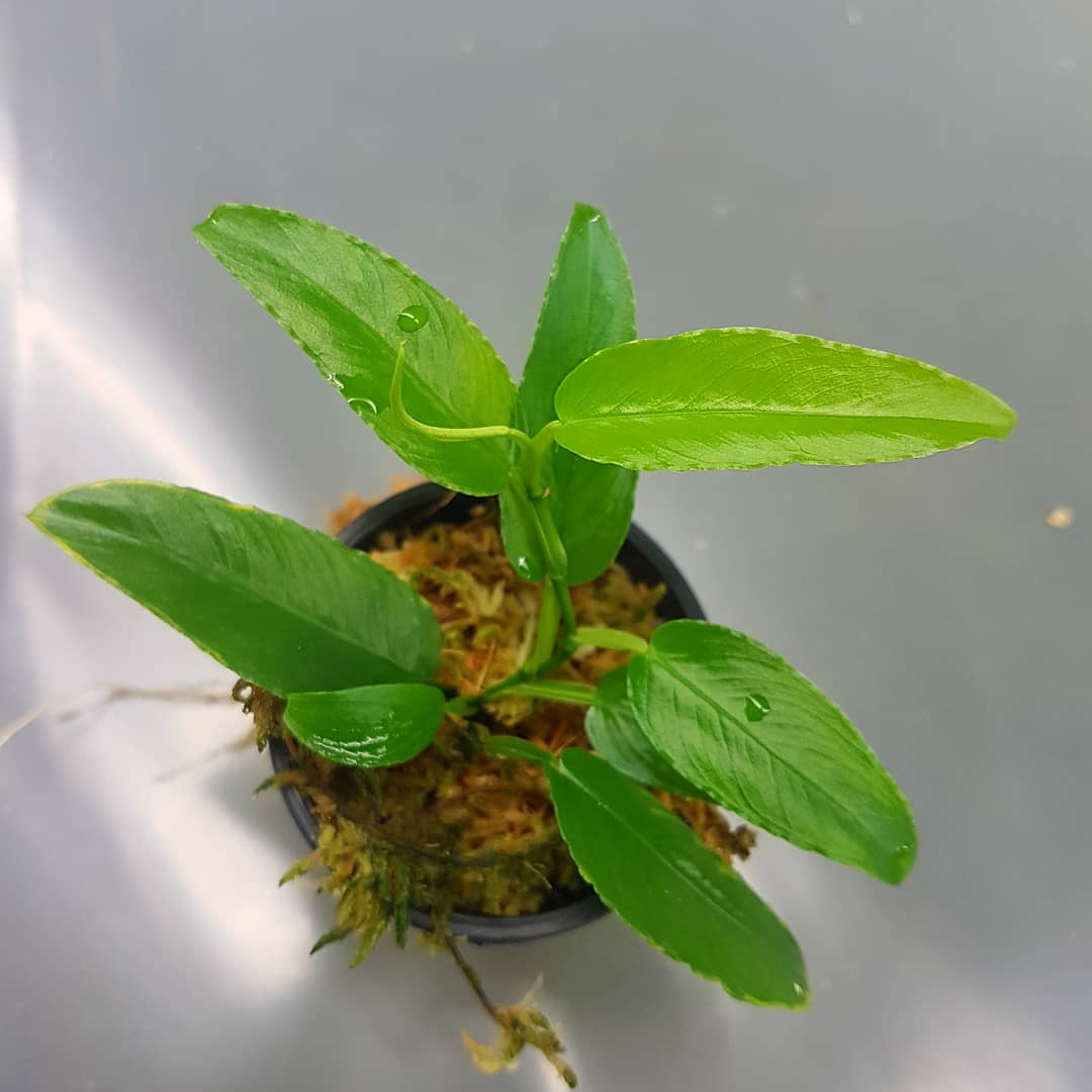 Philodendron - Lance Leaf – INDOOR ECOSYSTEMS