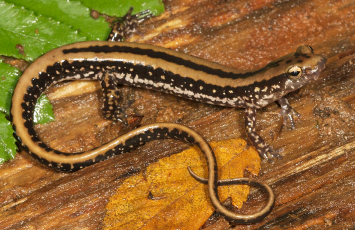 Three-lined Salamander (Eurycea guttolineata) – INDOOR ECOSYSTEMS
