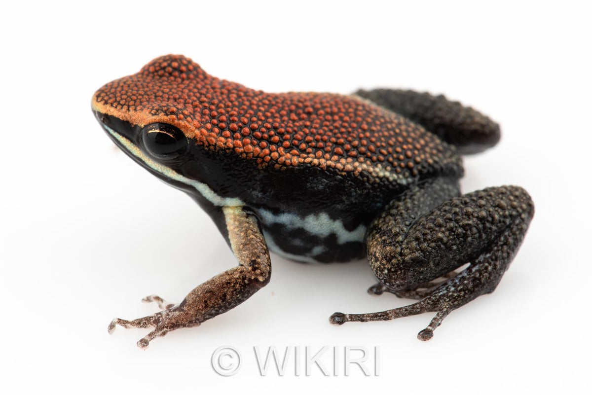 Allobates zaparo – INDOOR ECOSYSTEMS